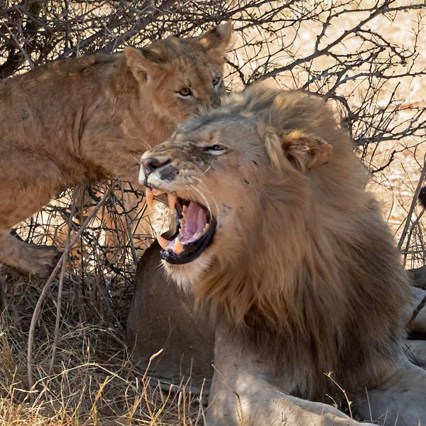 Gallery - Bush Lovers Safari Game drives