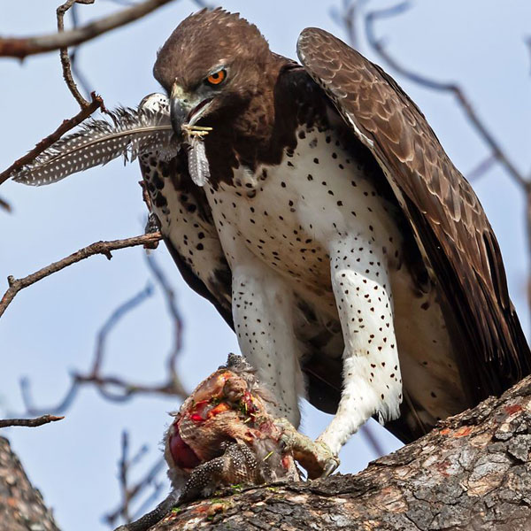 Gallery - Bush Lovers Safari Game drives