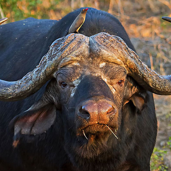 Gallery - Bush Lovers Safari Game drives